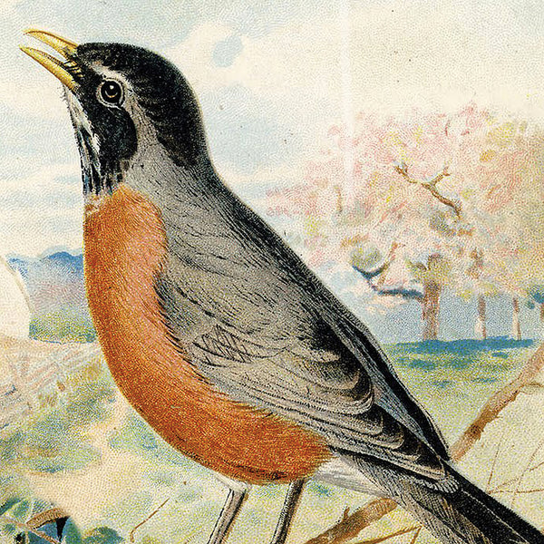 The Charming Robin Yoga Mat – Big Raven Yoga